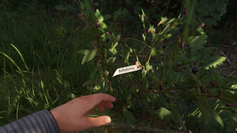 How To Get Belladonna in Kingdom Come Deliverance 2 - Deltia's Gaming