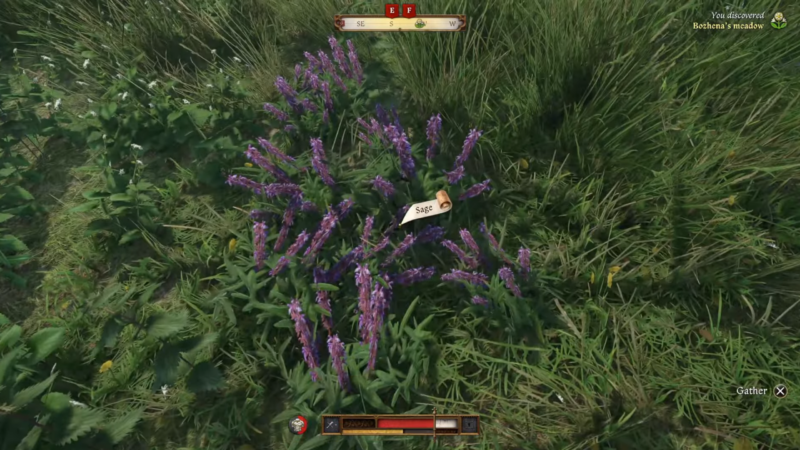 Where To Find Sage in Kingdom Come: Deliverance 2 - Deltia's Gaming