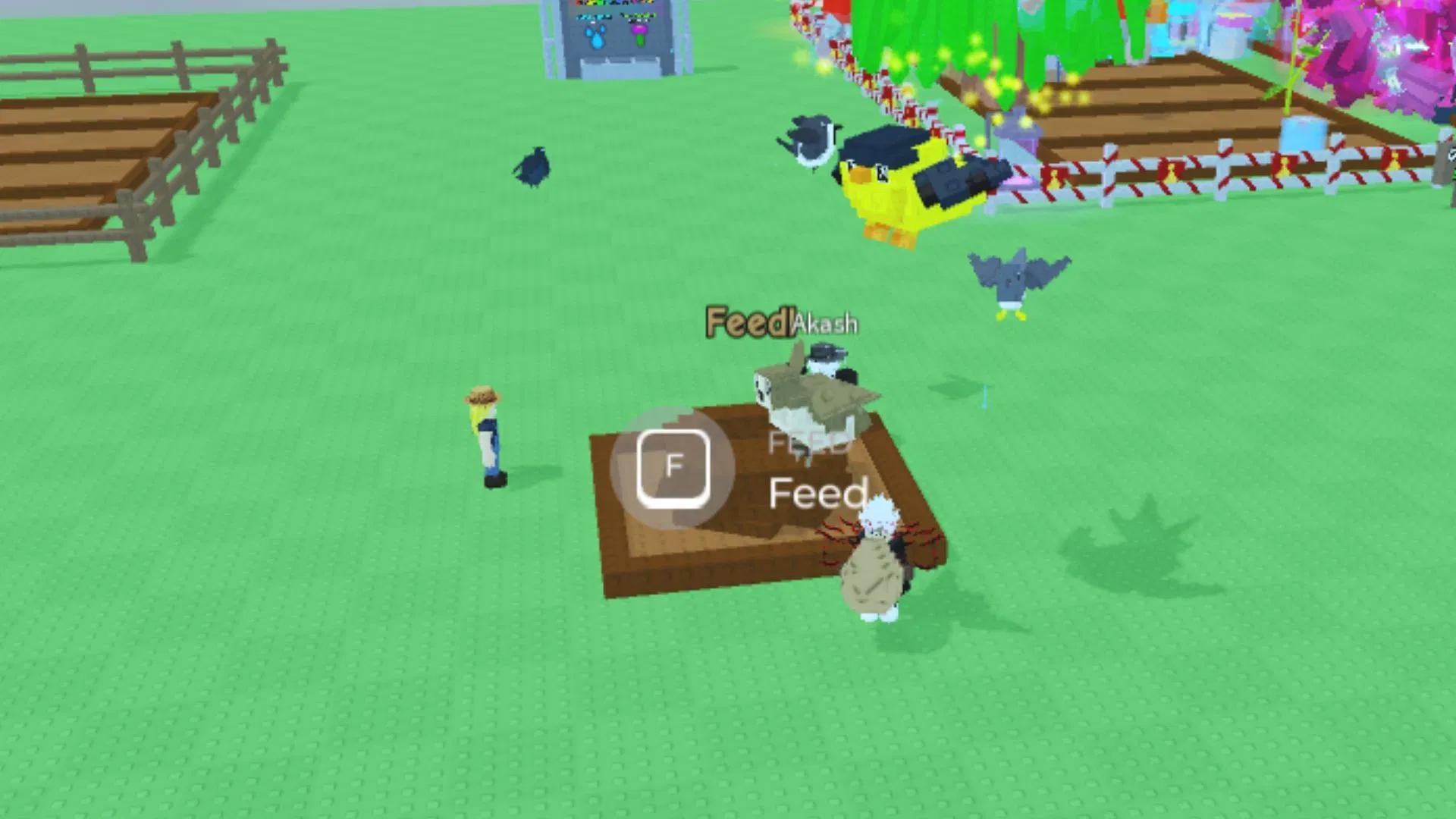 What Does the Black Bird Pet Do in Grow a Garden? - Deltia's Gaming